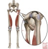 양재동피티 피티랩 하체근육 내측광근vmovastus Medialis Oblique 기능해부학 및 무릎통증 네이버 블로그